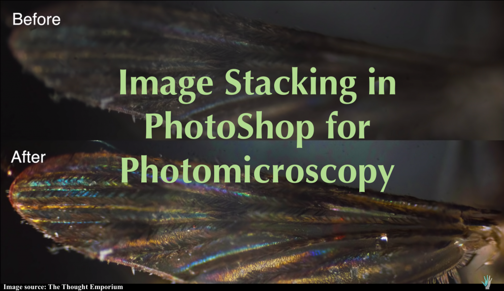 Focus Stacking for Photomicroscopy – MTA News